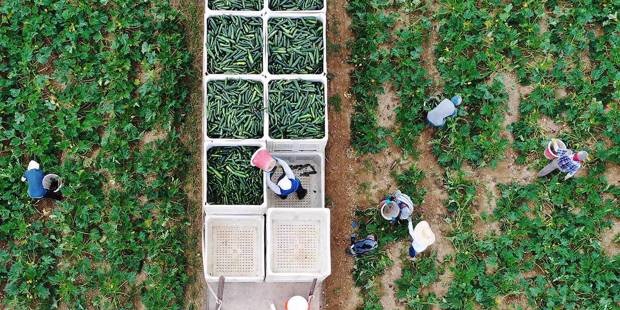 The Case for a Food Systems Stability Board | Columbia SIPA
